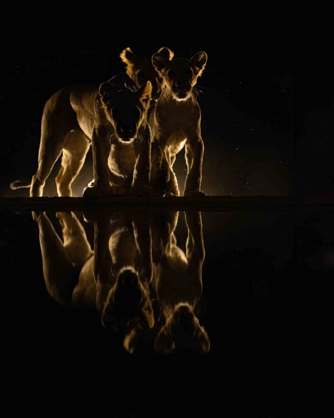 Parag Bhatt | wildlife photographer | ReFocus BW Photo Contest